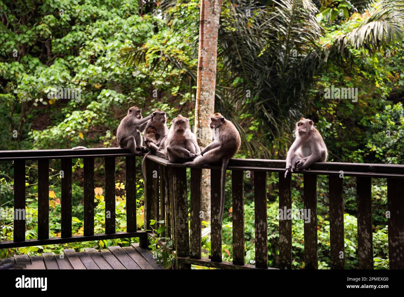 Group of wild monkeys in tropical rainforest in Asia Stock Photo - Alamy