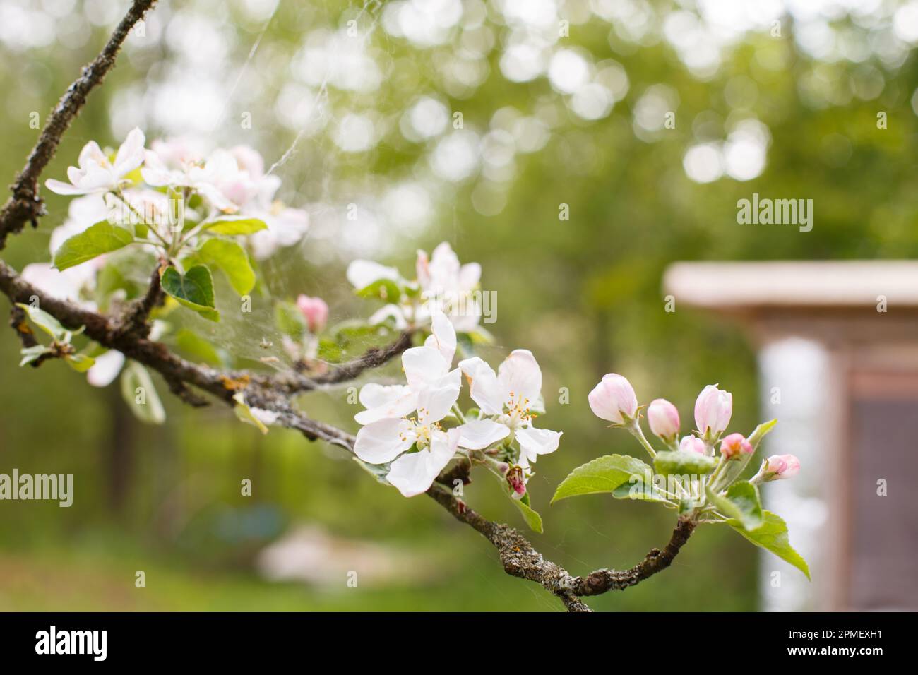 Apple branch hi-res stock photography and images - Alamy