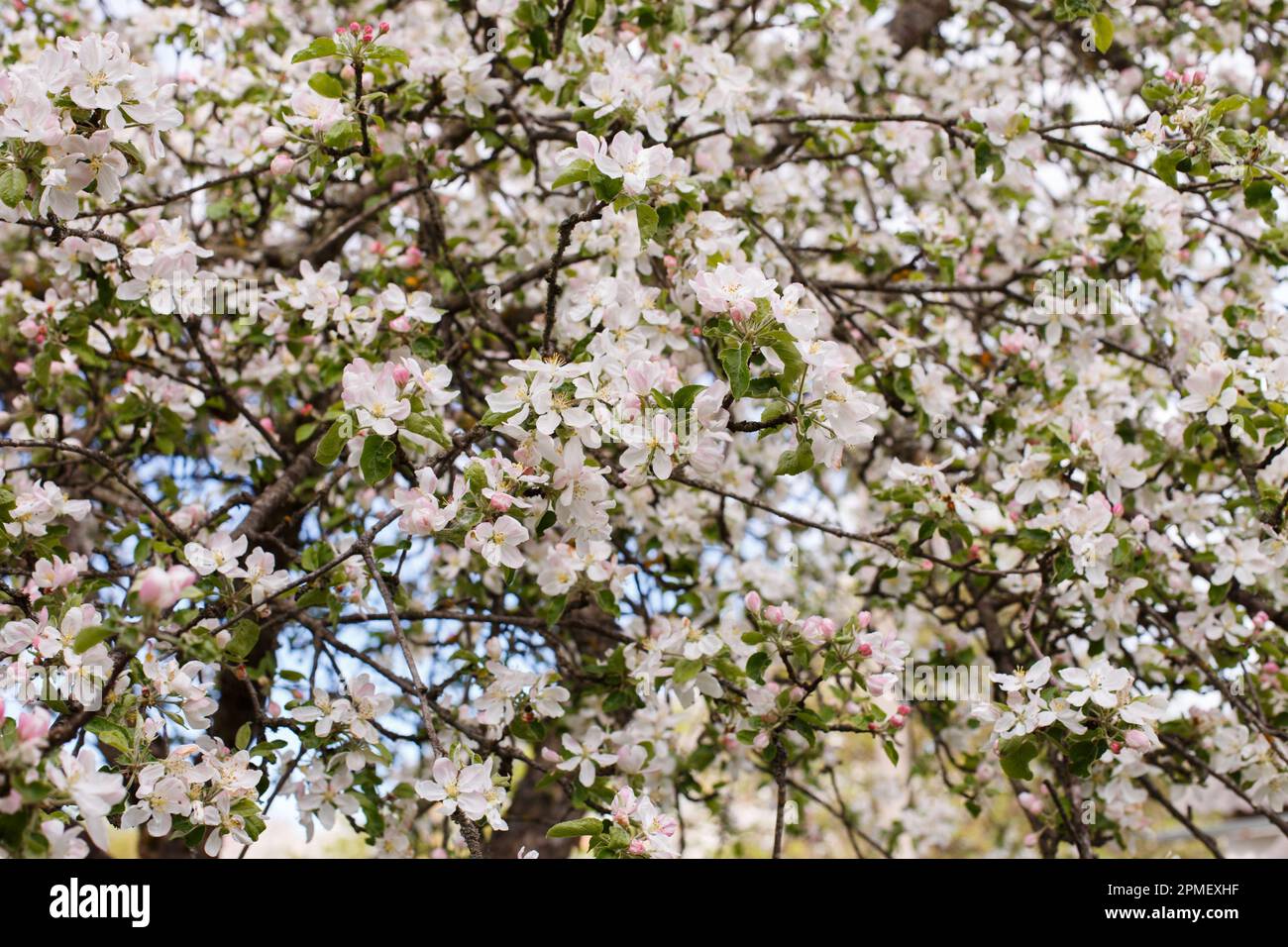 apple branch of a flowering tree. tree in bloom background Stock Photo ...