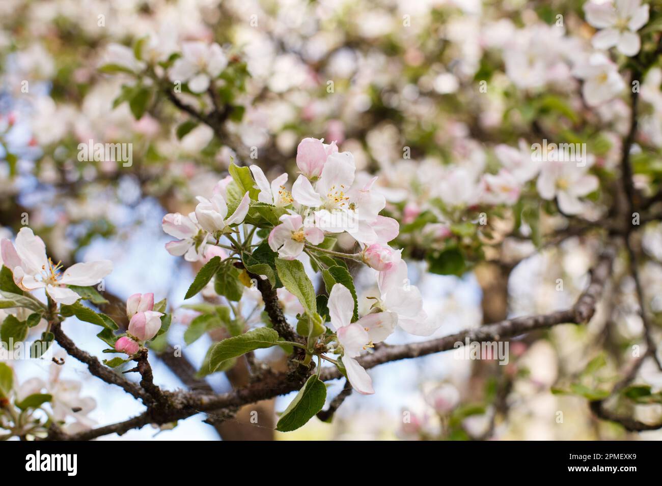 apple branch of a flowering tree. tree in bloom background Stock Photo ...