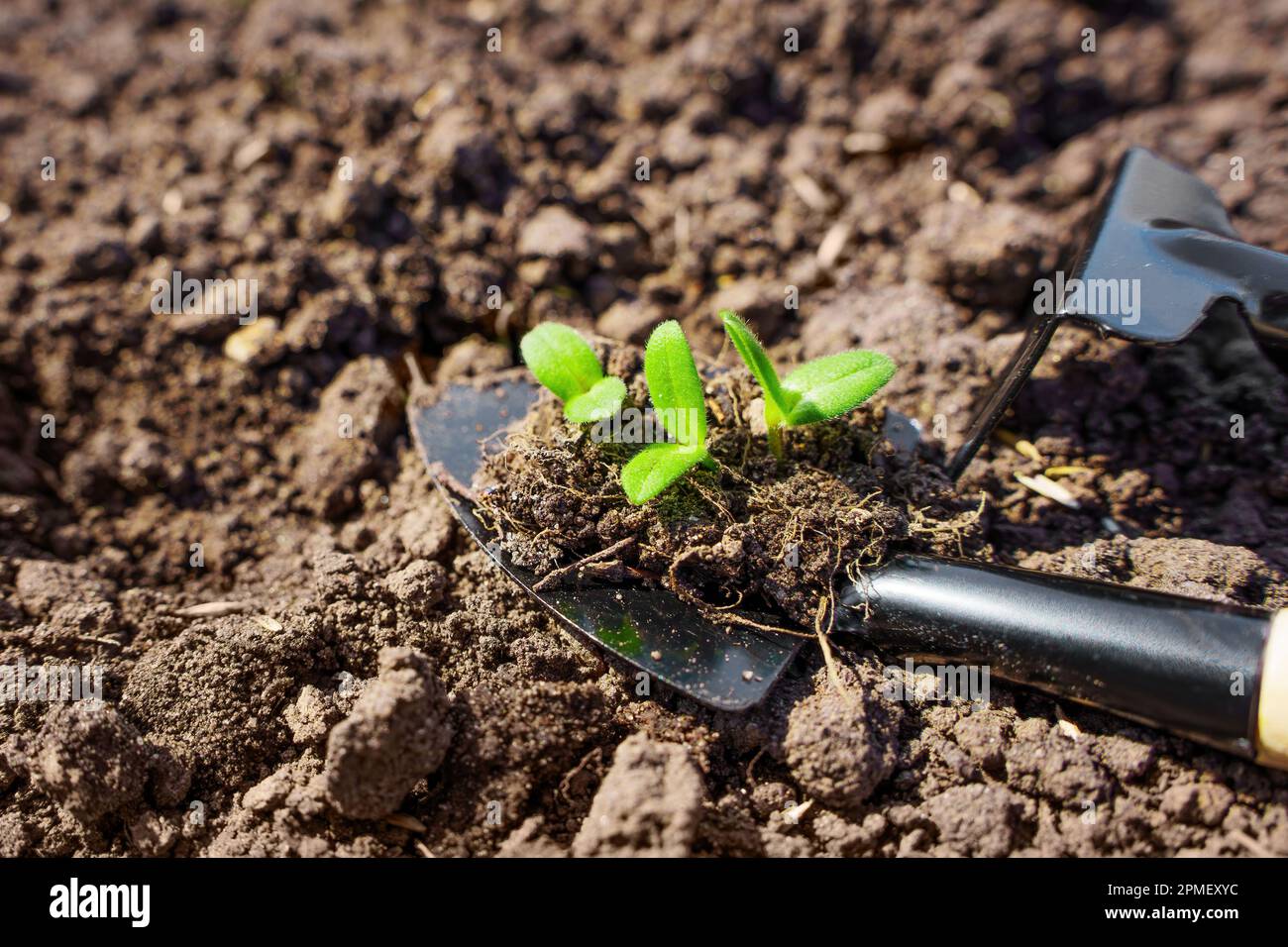 Close-up of tiny fresh seedlings on a transplanter, prepared to be ...