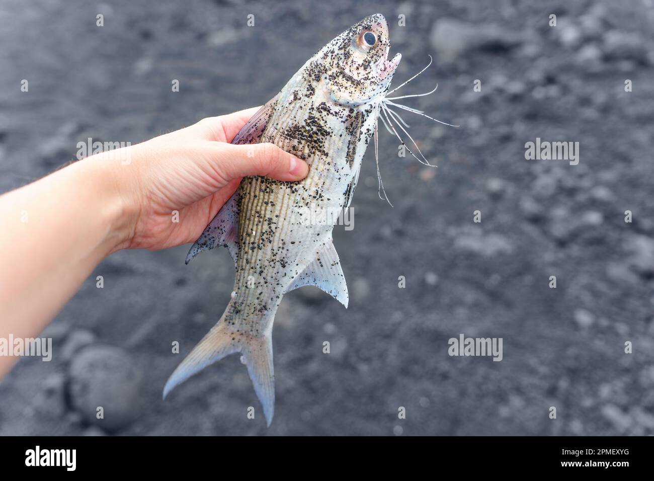 Hand holding a freshly caught silvery fish covered in black sand Stock ...