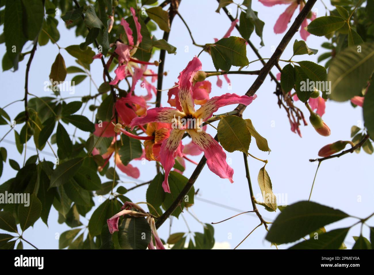 Floss silk tree (Ceiba speciosa) in bloom : (pix Sanjiv Shukla Stock ...