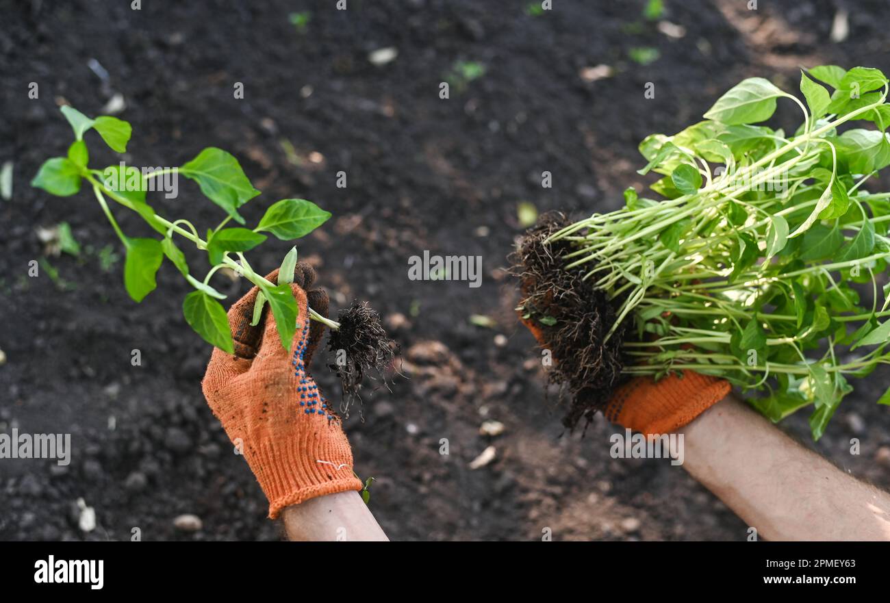 Planting seedlings in the soil Stock Photo - Alamy