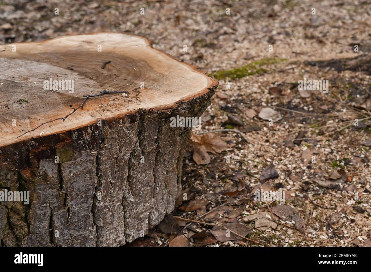 a sawn log is a stump of a large tree. close-up Stock Photo - Alamy