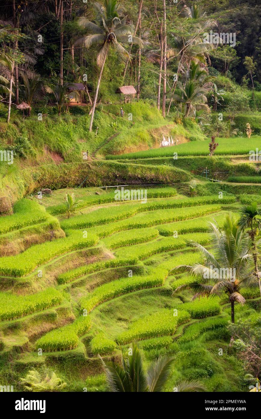 Lush rice fields hi-res stock photography and images - Alamy