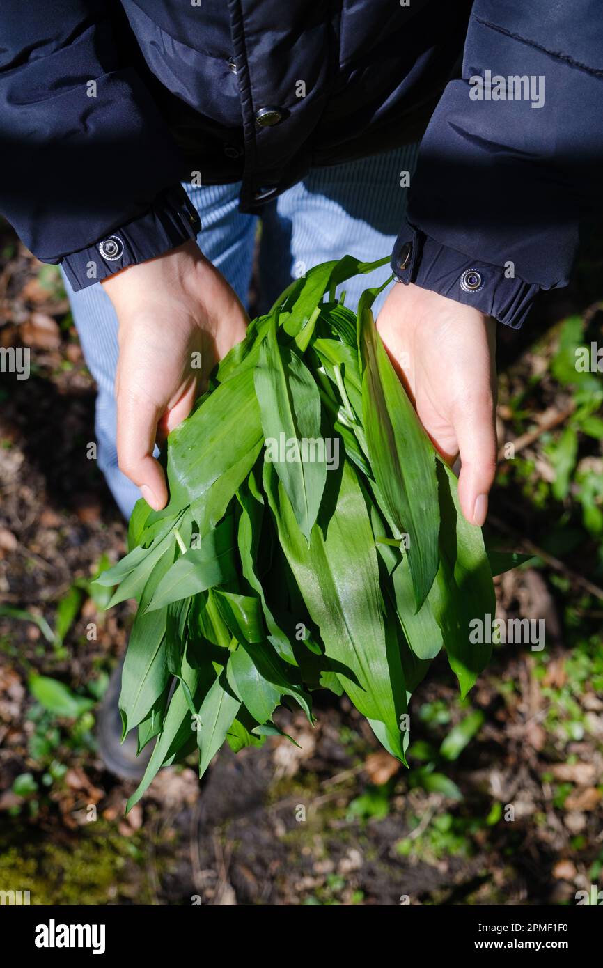 foraging wild garlic Stock Photo - Alamy