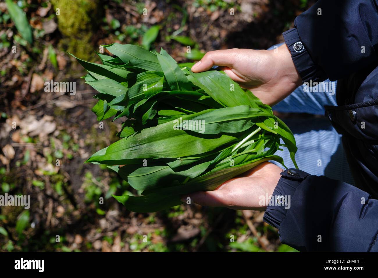foraging wild garlic Stock Photo - Alamy