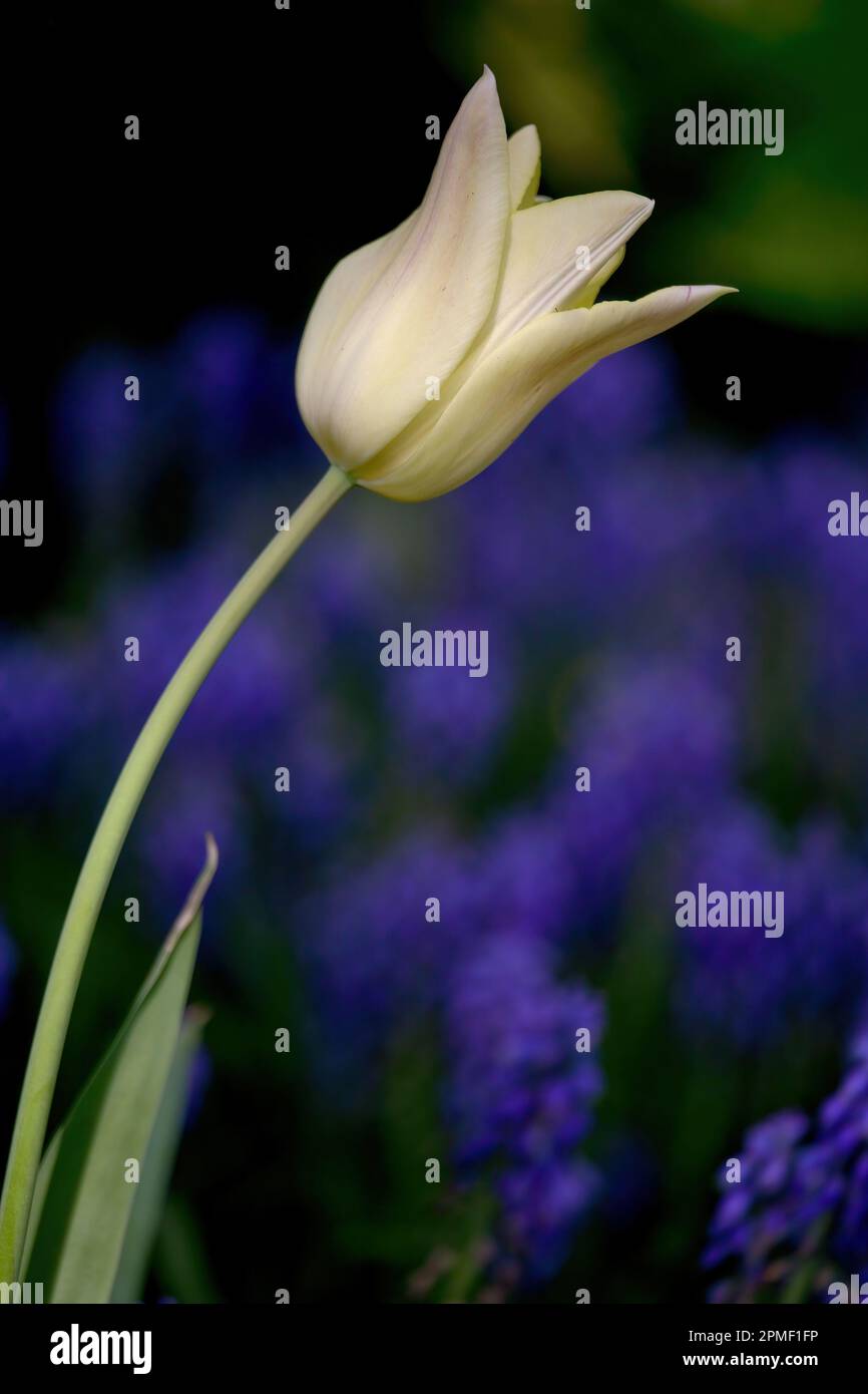 Agricultural pollination image hi-res stock photography and images - Alamy