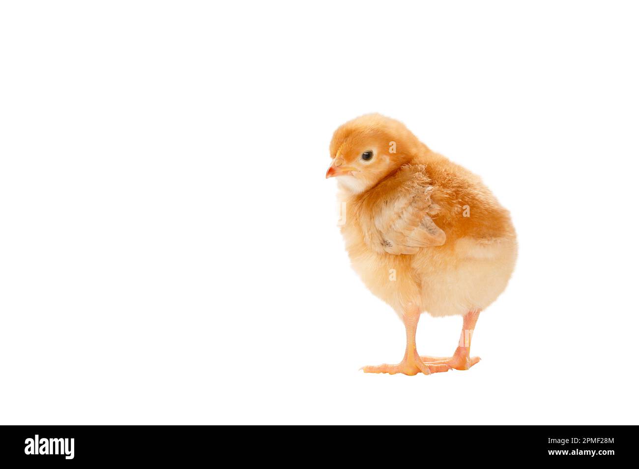 chicken red color isolated on white background Stock Photo - Alamy