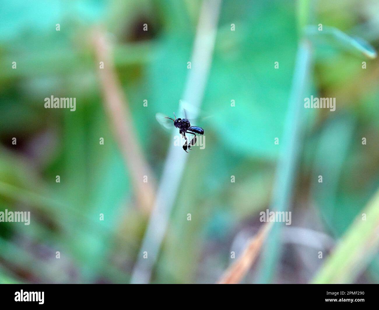 A small trigona bug is seen in flight against a backdrop of lush green ...