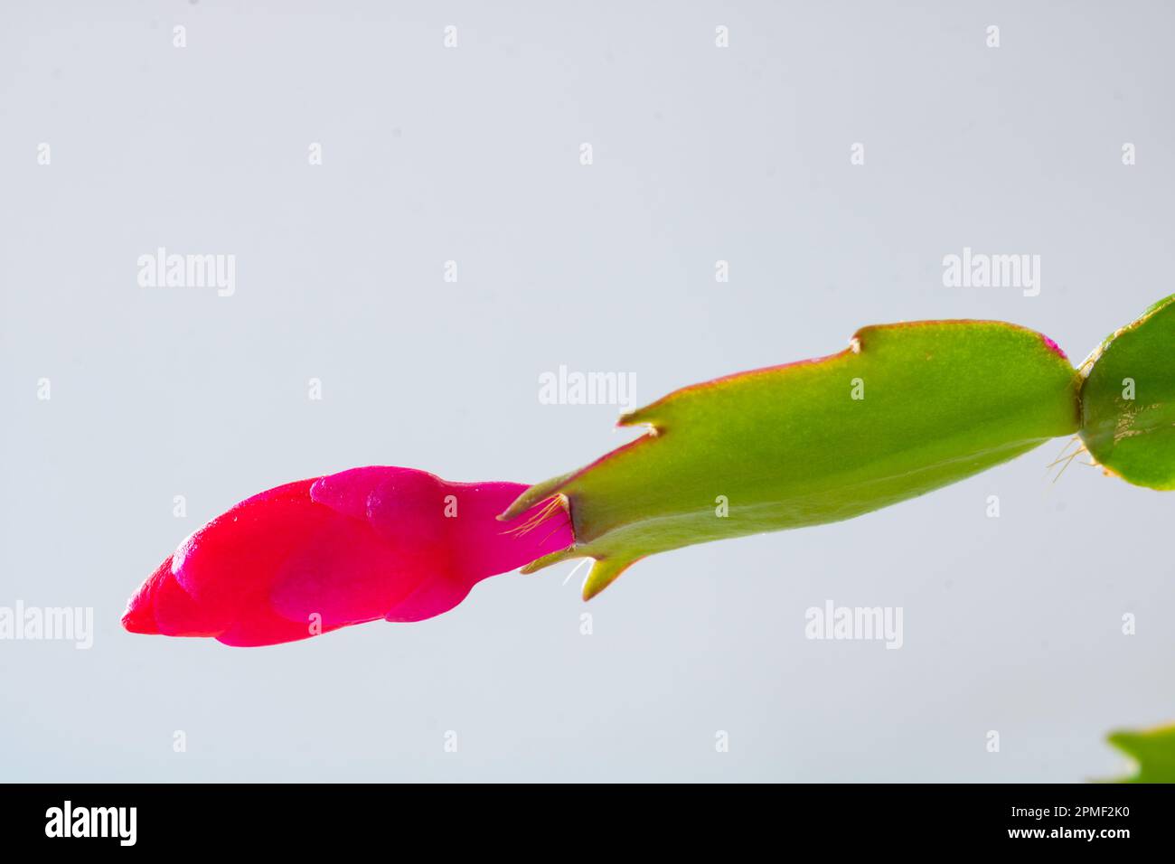 Christmas cactus flower in focus with copy space. Schlumbergera ...