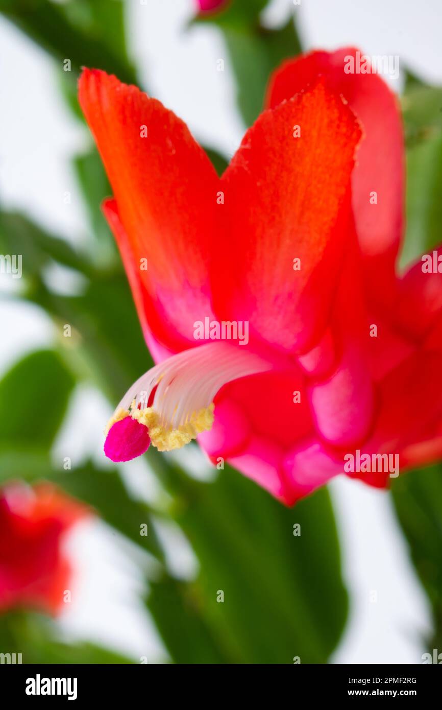 Christmas cactus flower in focus. Schlumbergera bridgesii macro photo ...