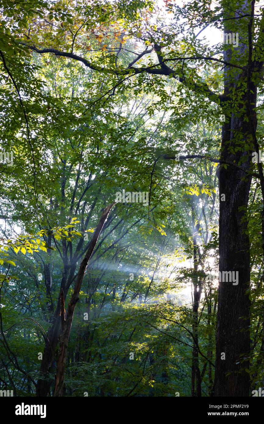 Sun rays or sunbeams in the forest. Earth Day or World Environment Day ...