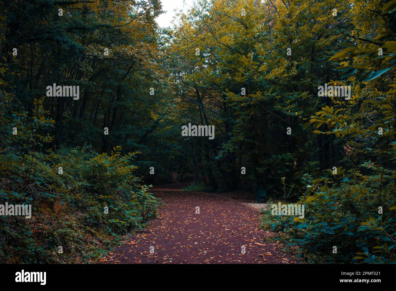 Path in the forest in the autumn. Moody forest view in the fall Stock ...