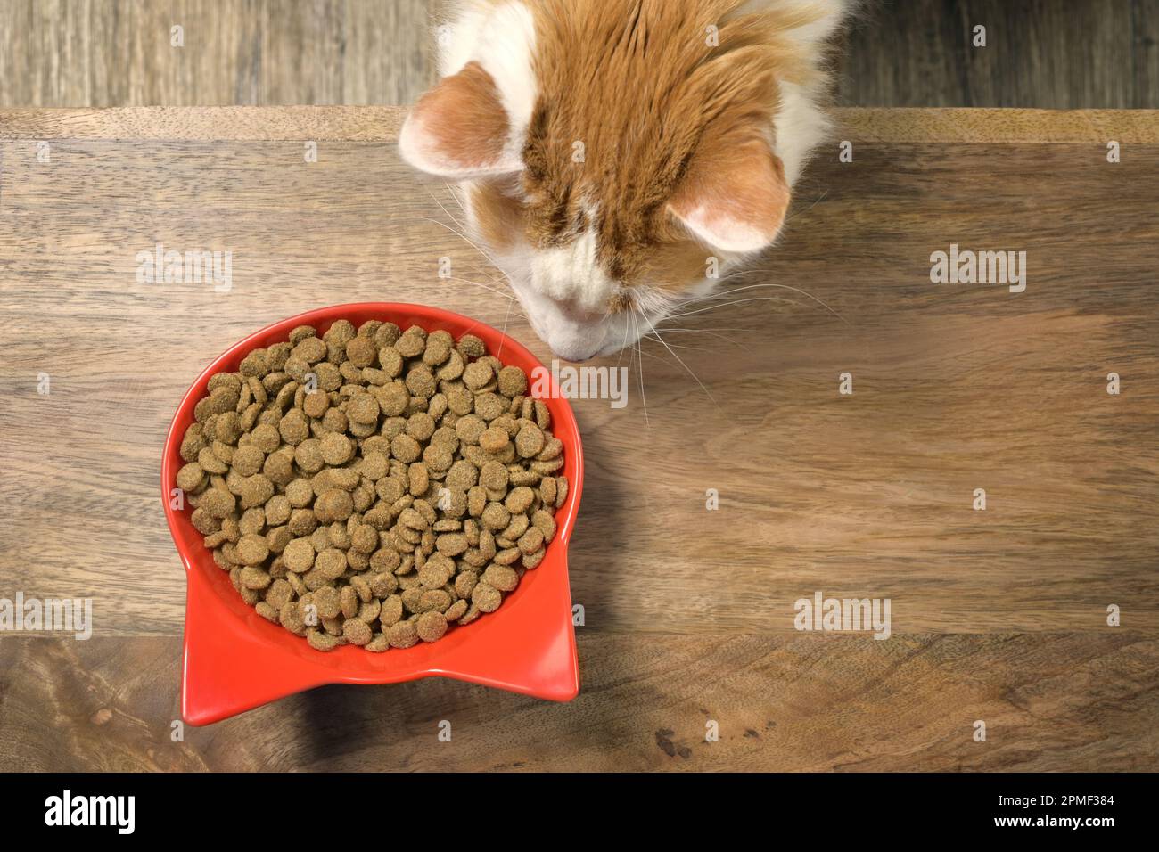 Cute tabby cat looking curious to dry cat food on the table. Top view ...