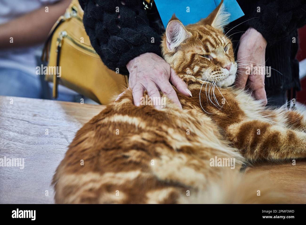 Maine Coon is native breed of American cats, characterized by large ...