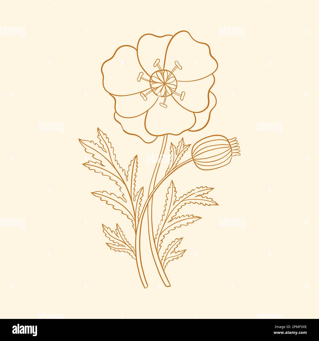 Floral poppy plant in art nouveau 1920-1930. Hand drawn in a linear ...