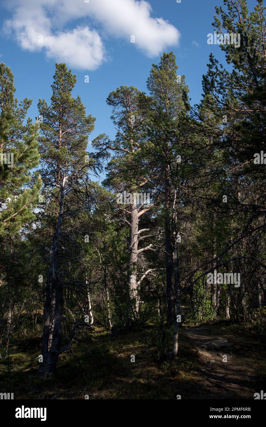 Hulderstigen is an easy trail crossing Sjoa river towards Stuttgonglia ...