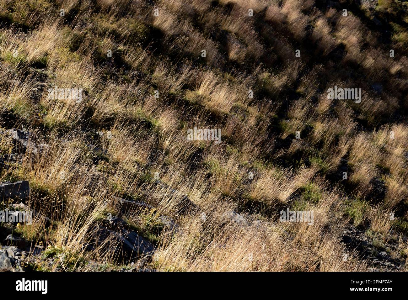 France, Hautes-Alpes, Col du Granon (2404 m), mountain pastures Stock ...