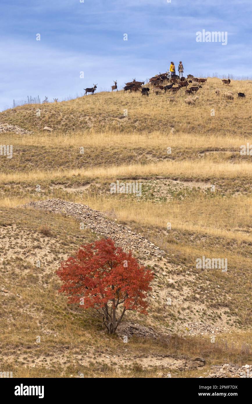 France, Hautes Alpes, hamlet of Les Clots, mountain ash and herd of ...