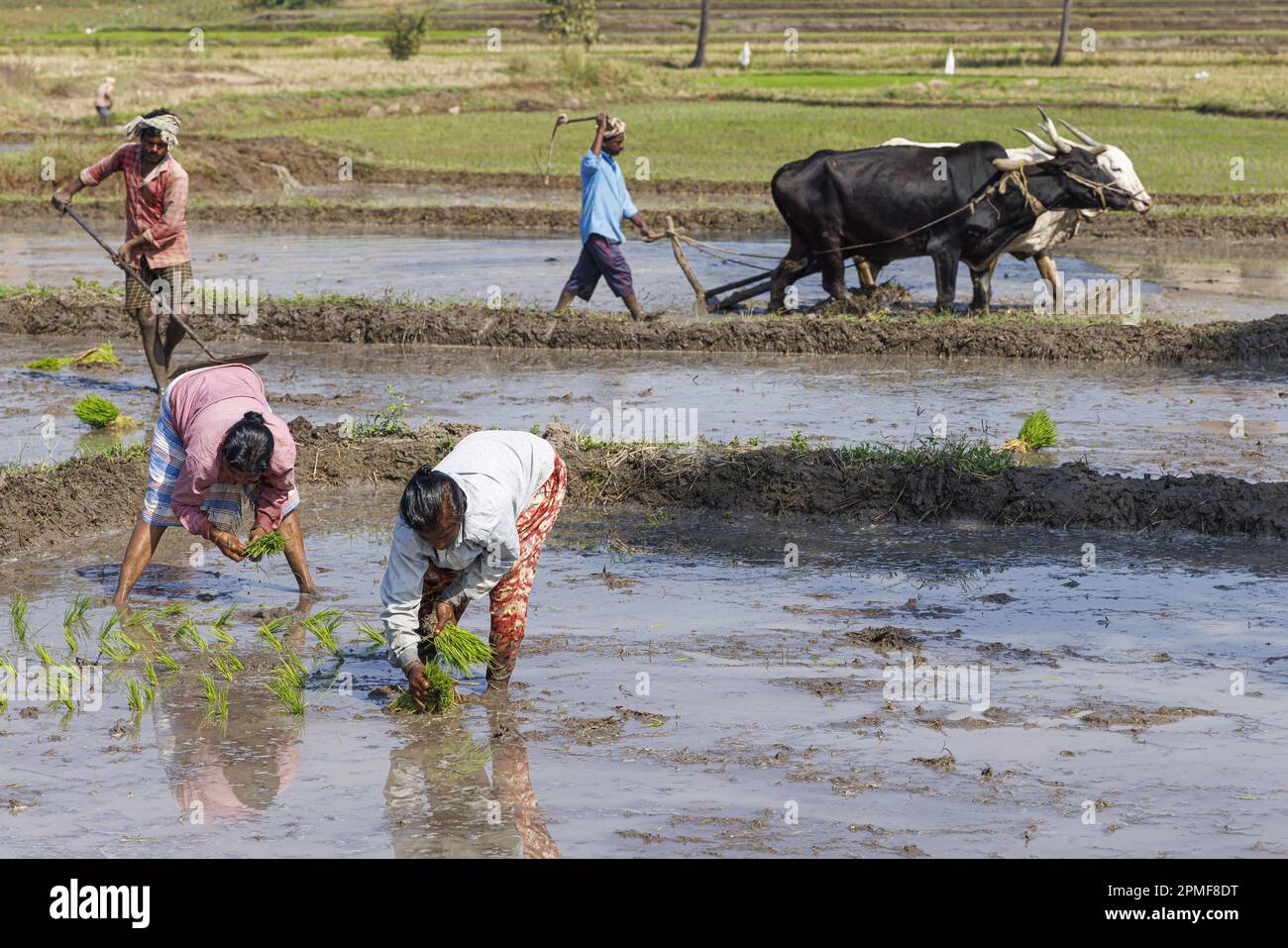 India, Karnataka, Hampi, rice planting Stock Photo - Alamy