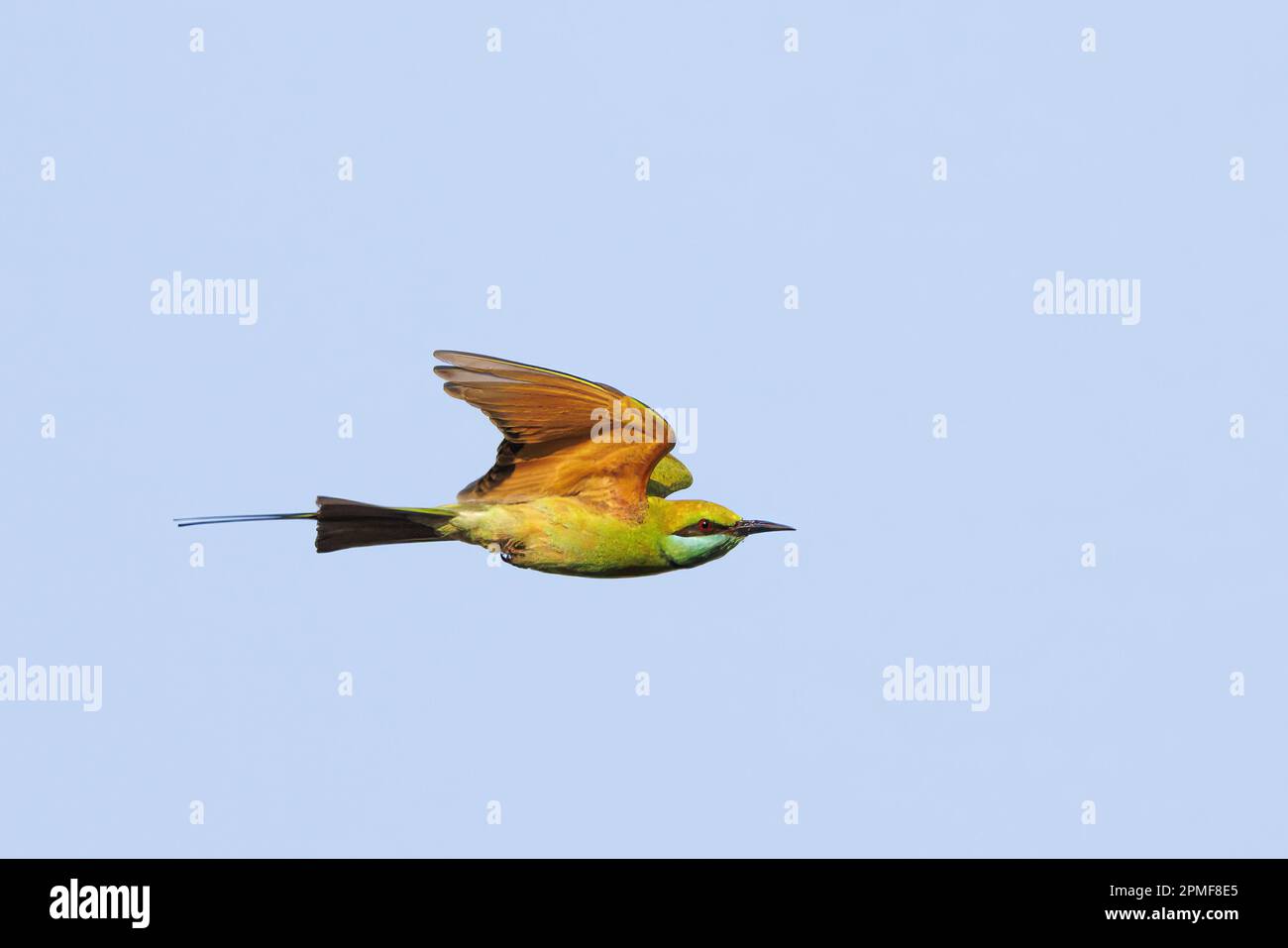India, Karnataka, Hampi, Asian Green Bee eater (Merops orientalis Stock ...