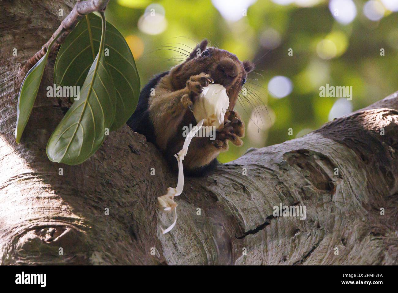 India, Kerala, Thattekad, Indian giant squirrel or Malabar giant ...