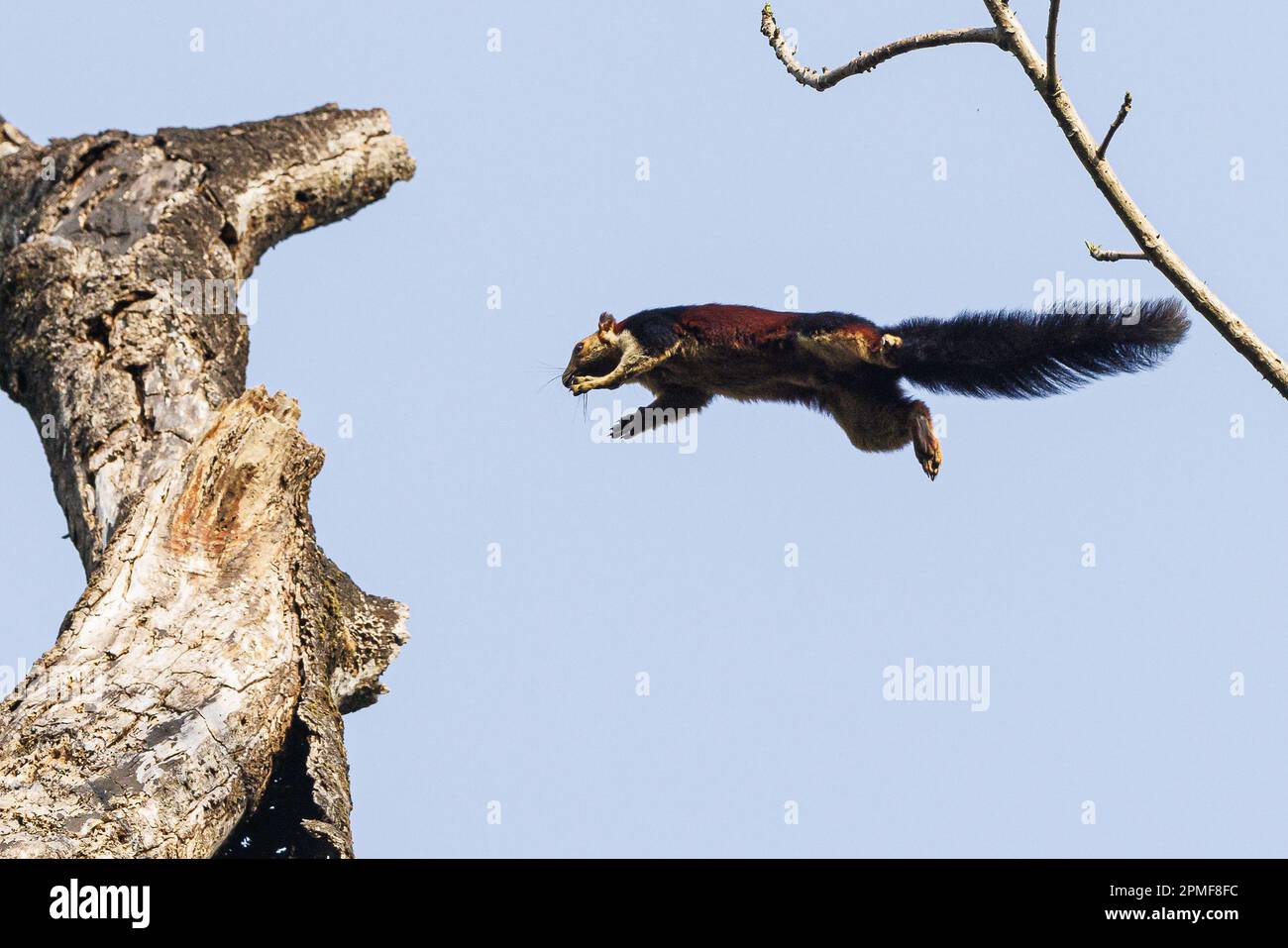 India, Kerala, Thattekad, Indian giant squirrel or Malabar giant ...