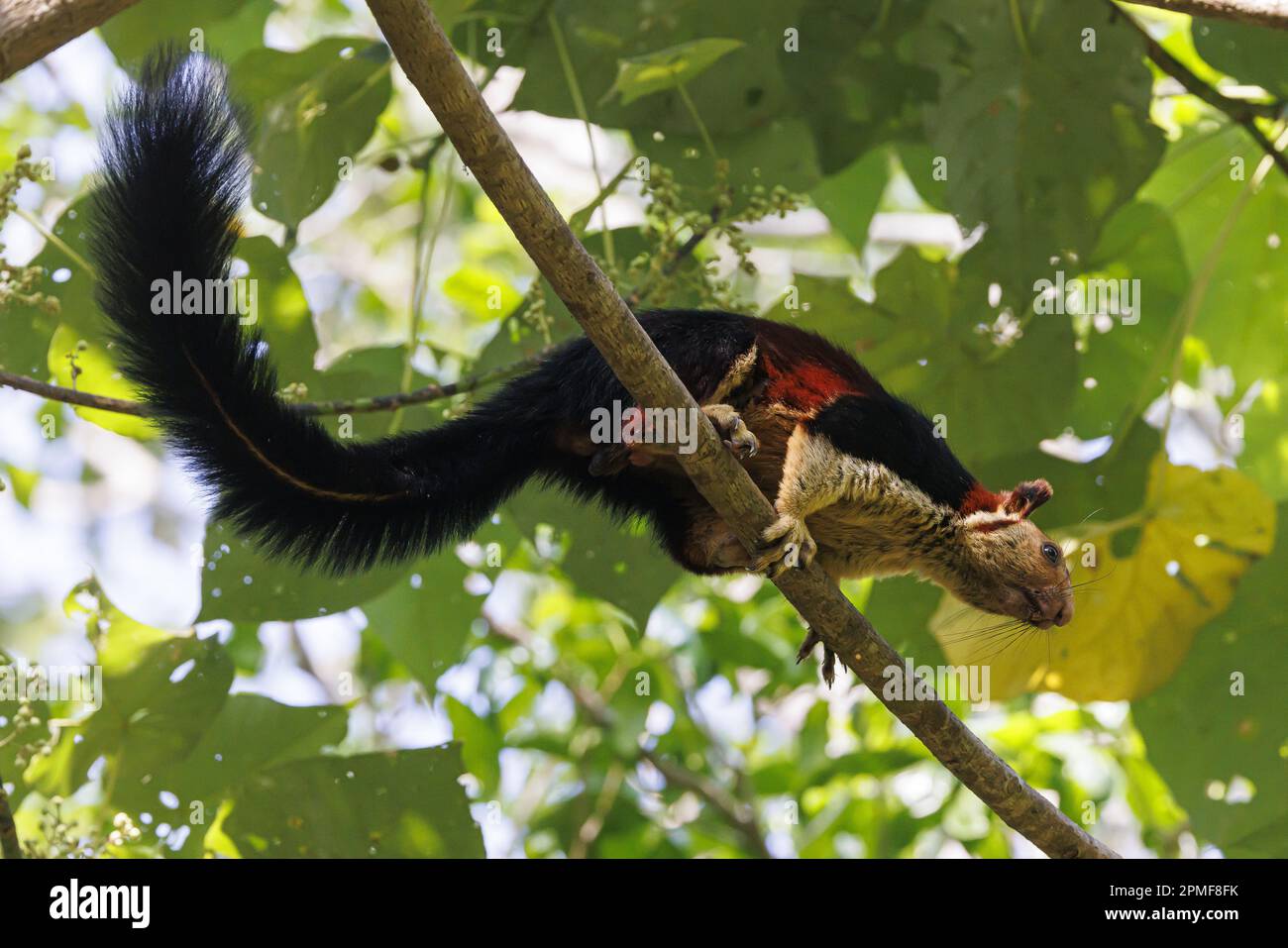 India, Kerala, Thattekad, Indian giant squirrel or Malabar giant ...