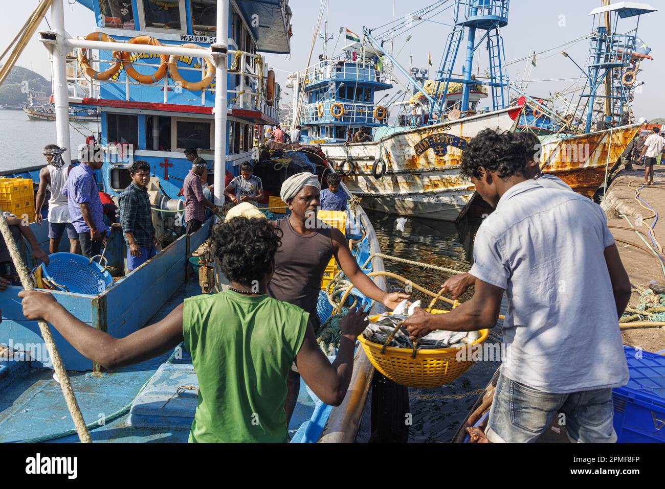 India, Goa, Panaji, fishing port, fishermen unloading the fish from a ...