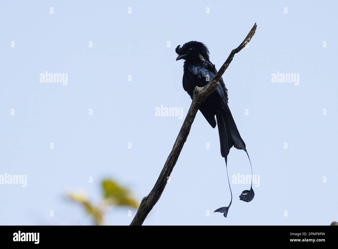 India, Kerala, Thattekad, Greater Racket tailed Drongo (Dicrurus ...