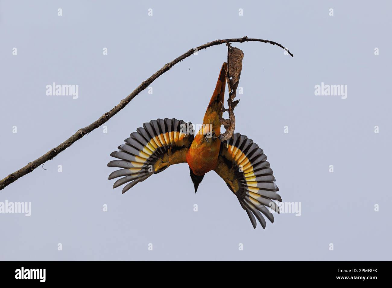 India, Kerala, Thattekad, Orange Minivet (Pericrocotus flammeus Stock ...