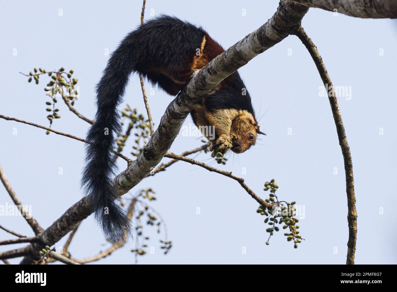 India, Kerala, Thattekad, Indian giant squirrel or Malabar giant ...