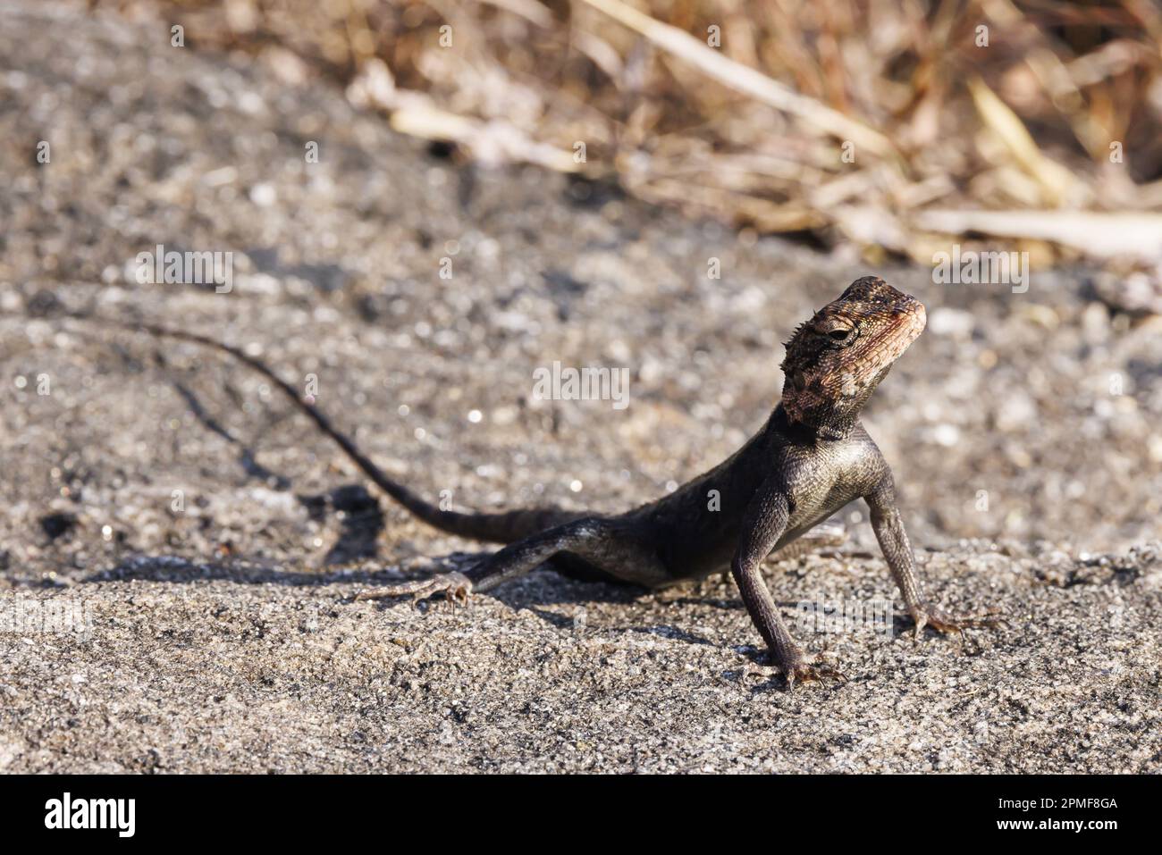 India, Kerala, Thattekad, Peninsular rock agama or South Indian rock ...