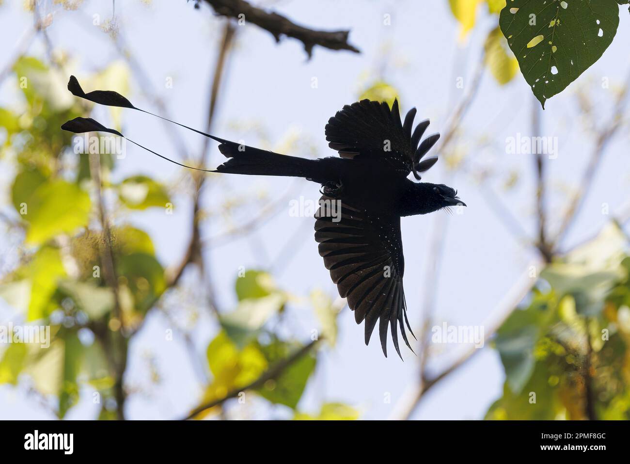 India, Kerala, Thattekad, Greater Racket tailed Drongo (Dicrurus ...