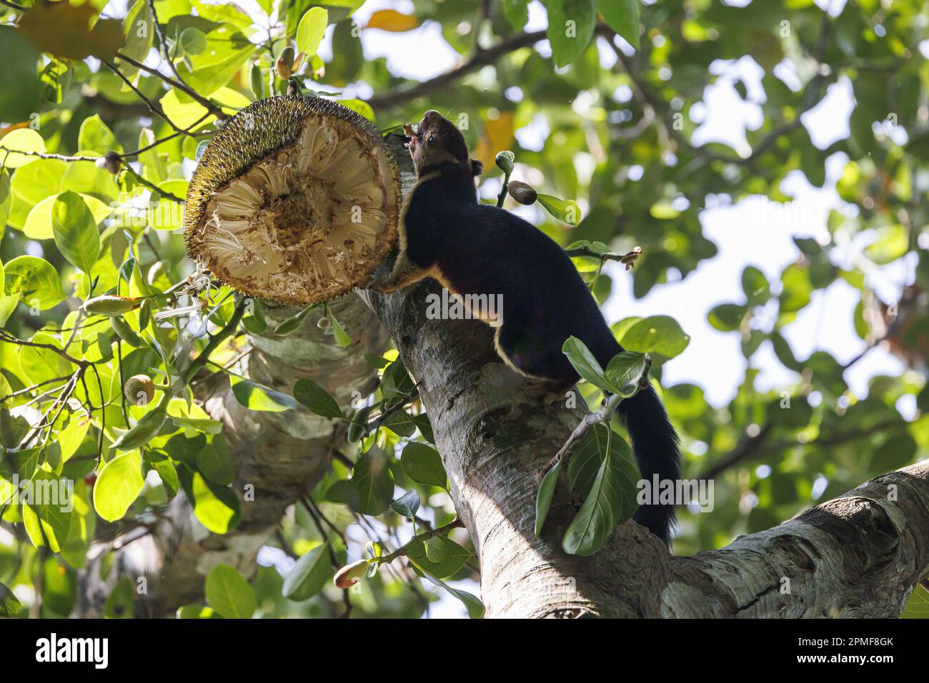 India, Kerala, Thattekad, Indian giant squirrel or Malabar giant ...