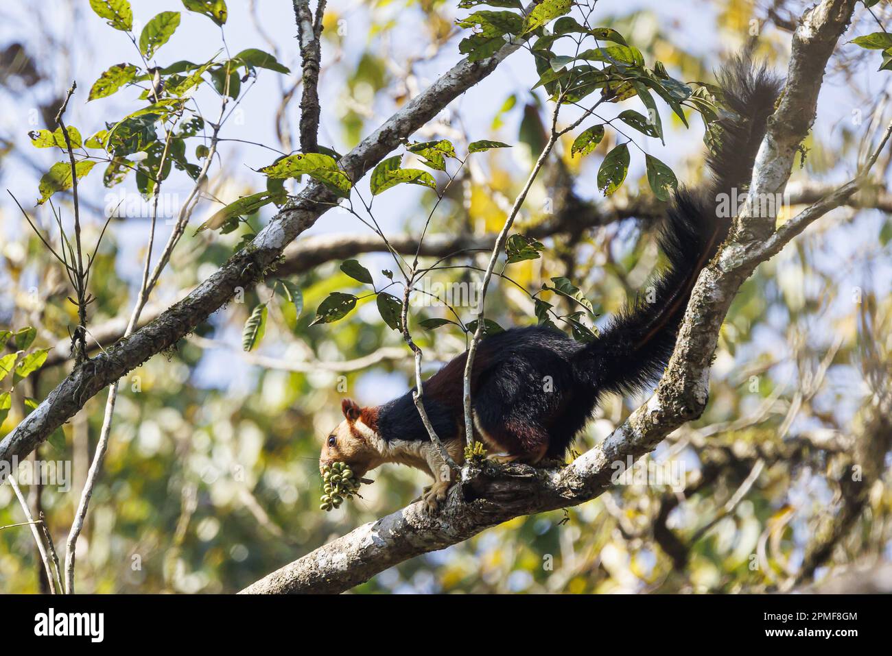 India, Kerala, Thattekad, Indian giant squirrel or Malabar giant ...