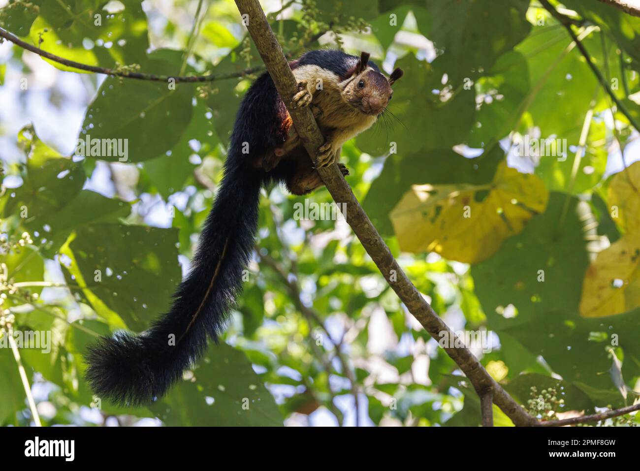 India, Kerala, Thattekad, Indian giant squirrel or Malabar giant ...