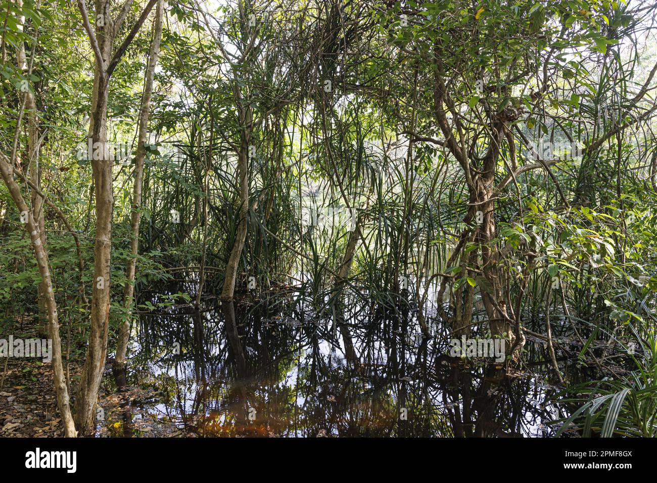 Thattekad bird sanctuary kerala hi-res stock photography and images - Alamy