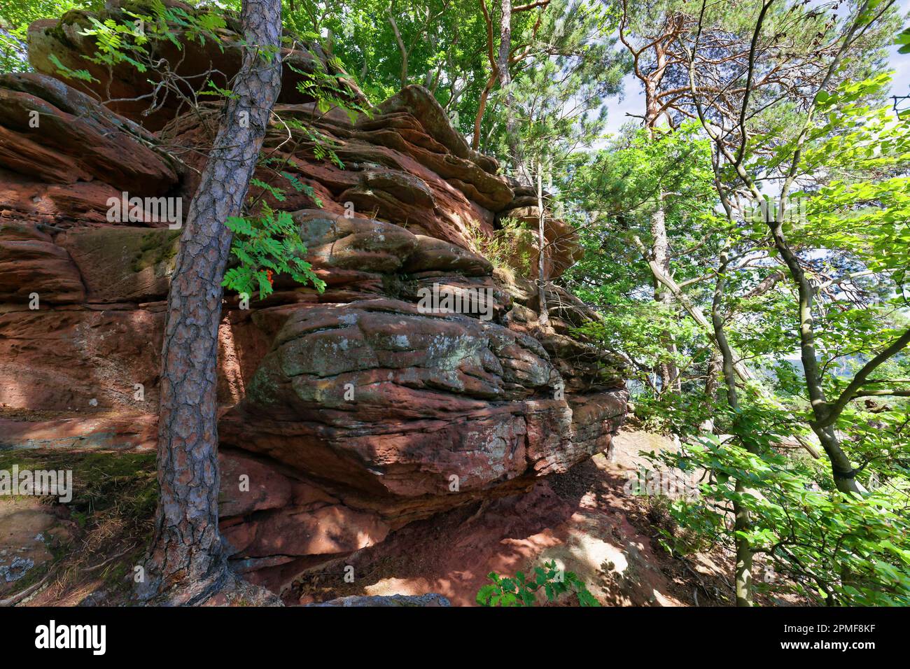 France, Bas-Rhin, Regional Natural Park of the Northern Vosges ...