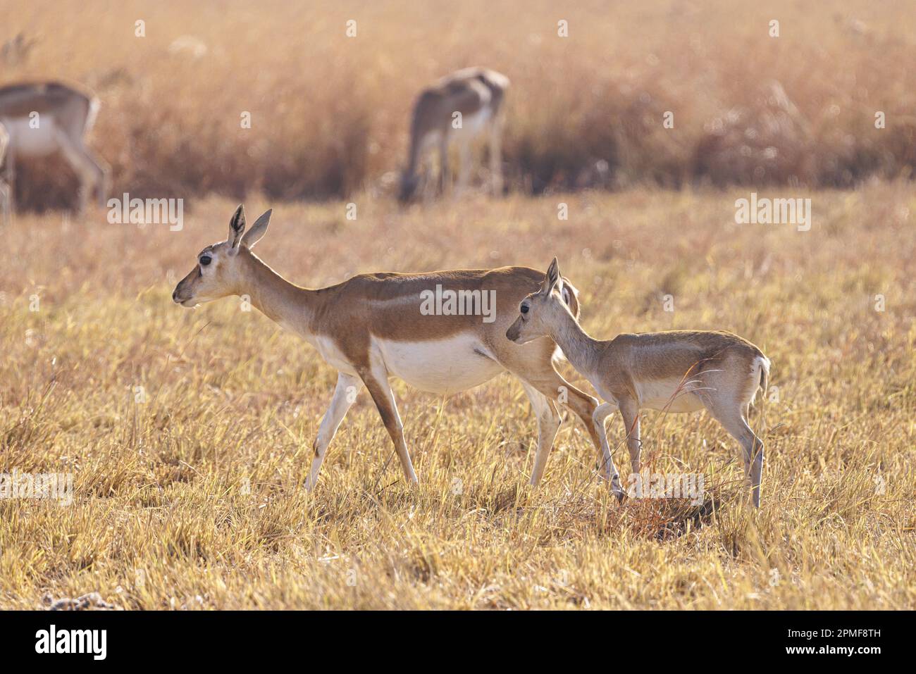 India, Gujarat, Bhavnagar, Velavadar Blackbuck National Park, Blackbuck ...