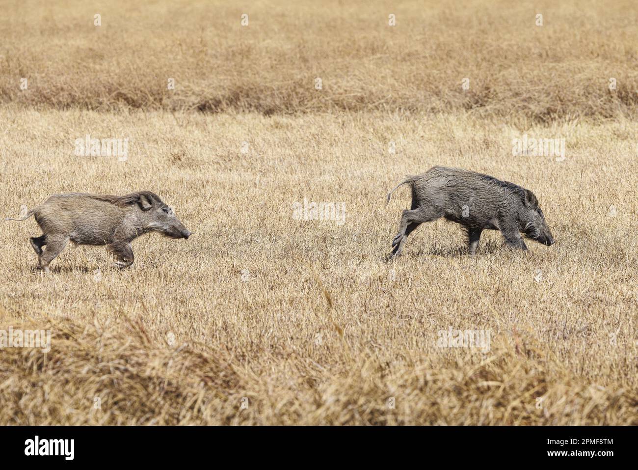 Sus scrofa gujarat hi-res stock photography and images - Alamy