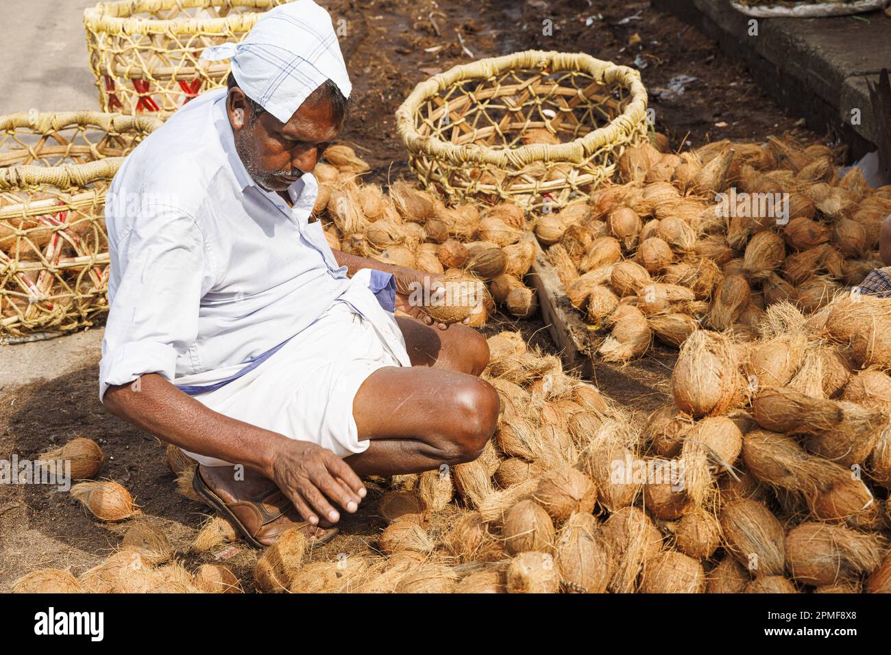India, Kerala, Kozhikode or Calicut, coconuts sorting Stock Photo - Alamy