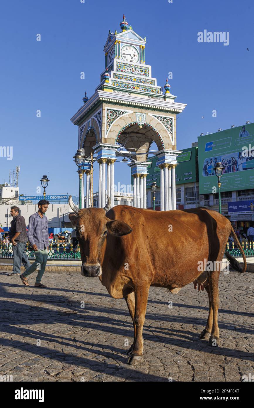 India, Karnataka, Mysore, cow and clock before the Devaraja market ...