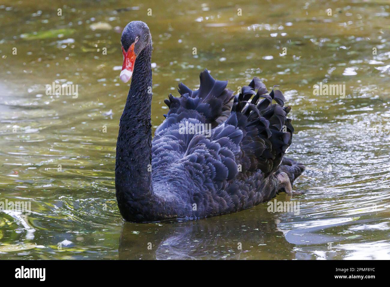 India, Karnataka, Mysore, Black Swan Stock Photo - Alamy