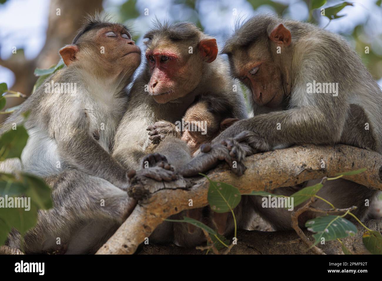 India, Karnataka, Hampi, bonnet macaque monkeys (Macaca radiata Stock ...
