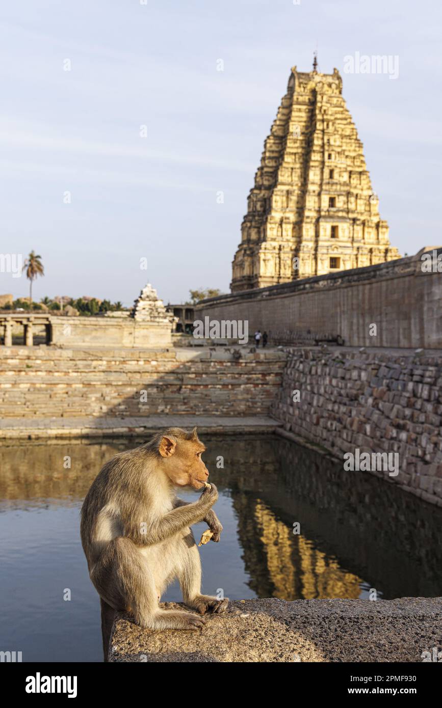India, Karnataka, Hampi, listed as World Heritage by UNESCO, monkey ...