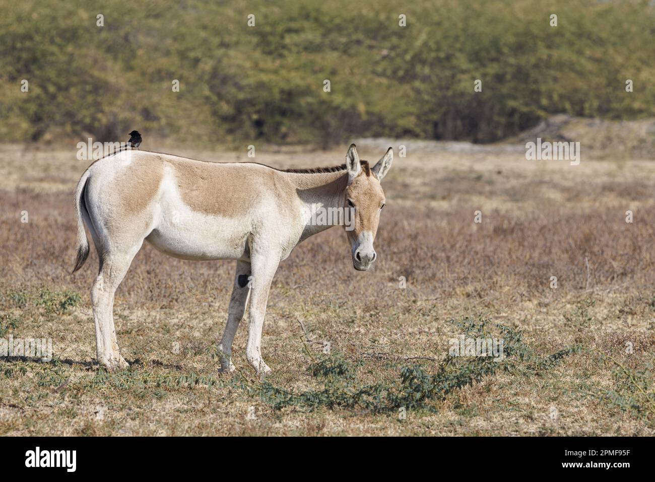 India, Gujarat, Patdi, Little Rann of Kutch, Indian wild ass or Indian ...