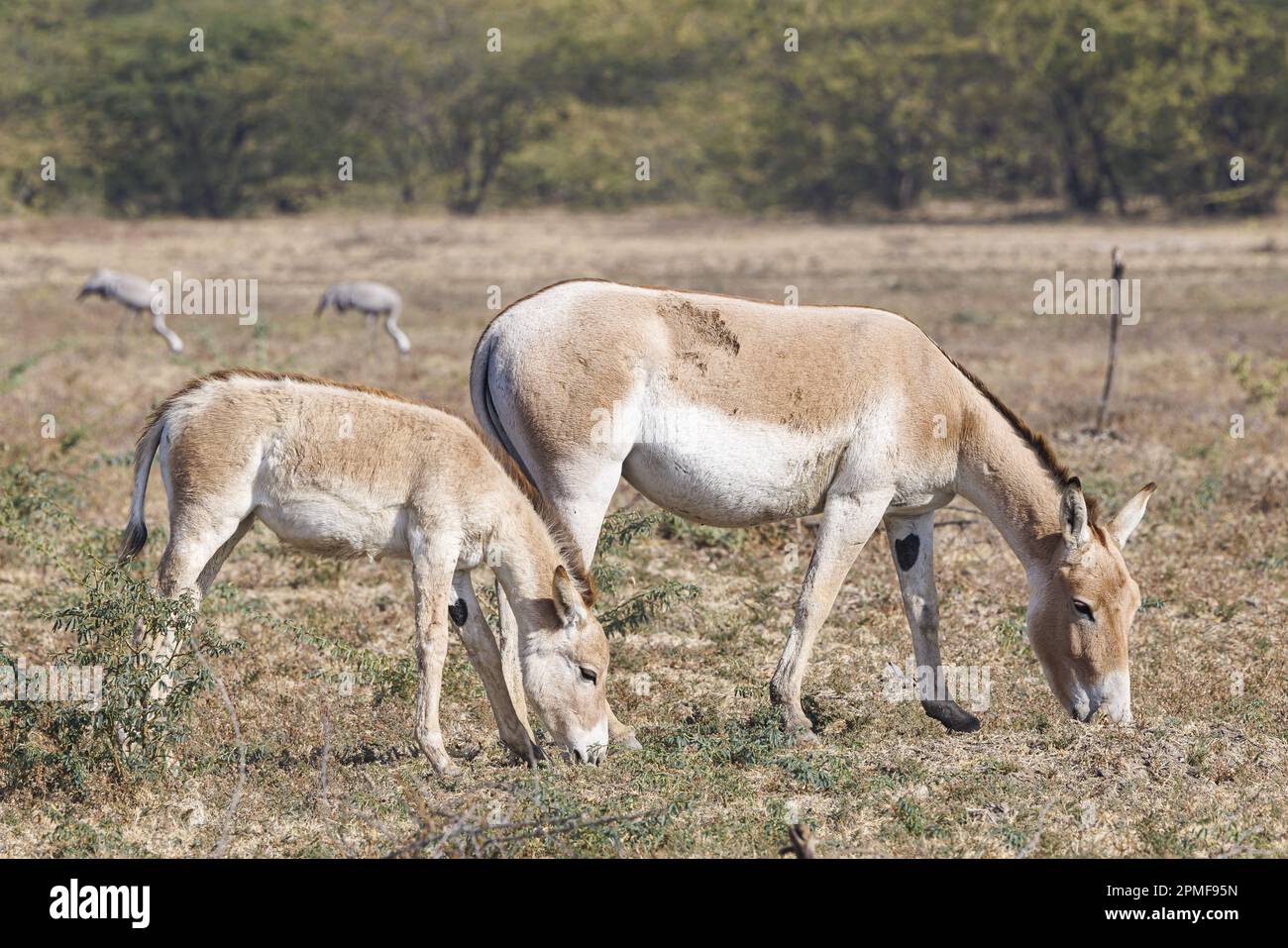 India, Gujarat, Patdi, Little Rann of Kutch, Indian wild ass or Indian ...
